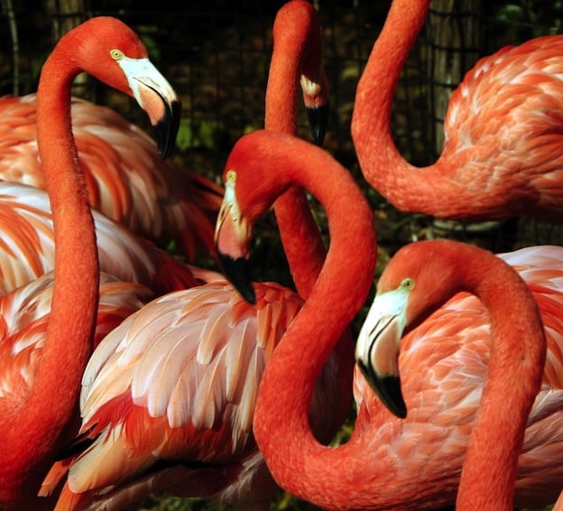 American Flamingos Food